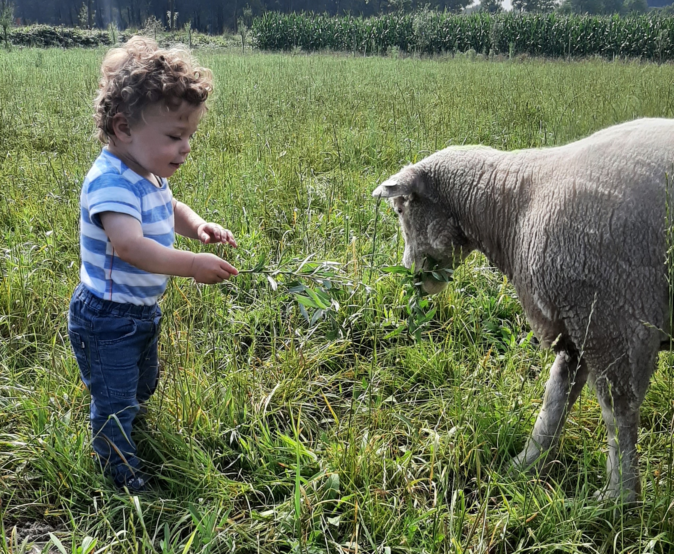 Welkom bij Steegsche Hoeve - Home